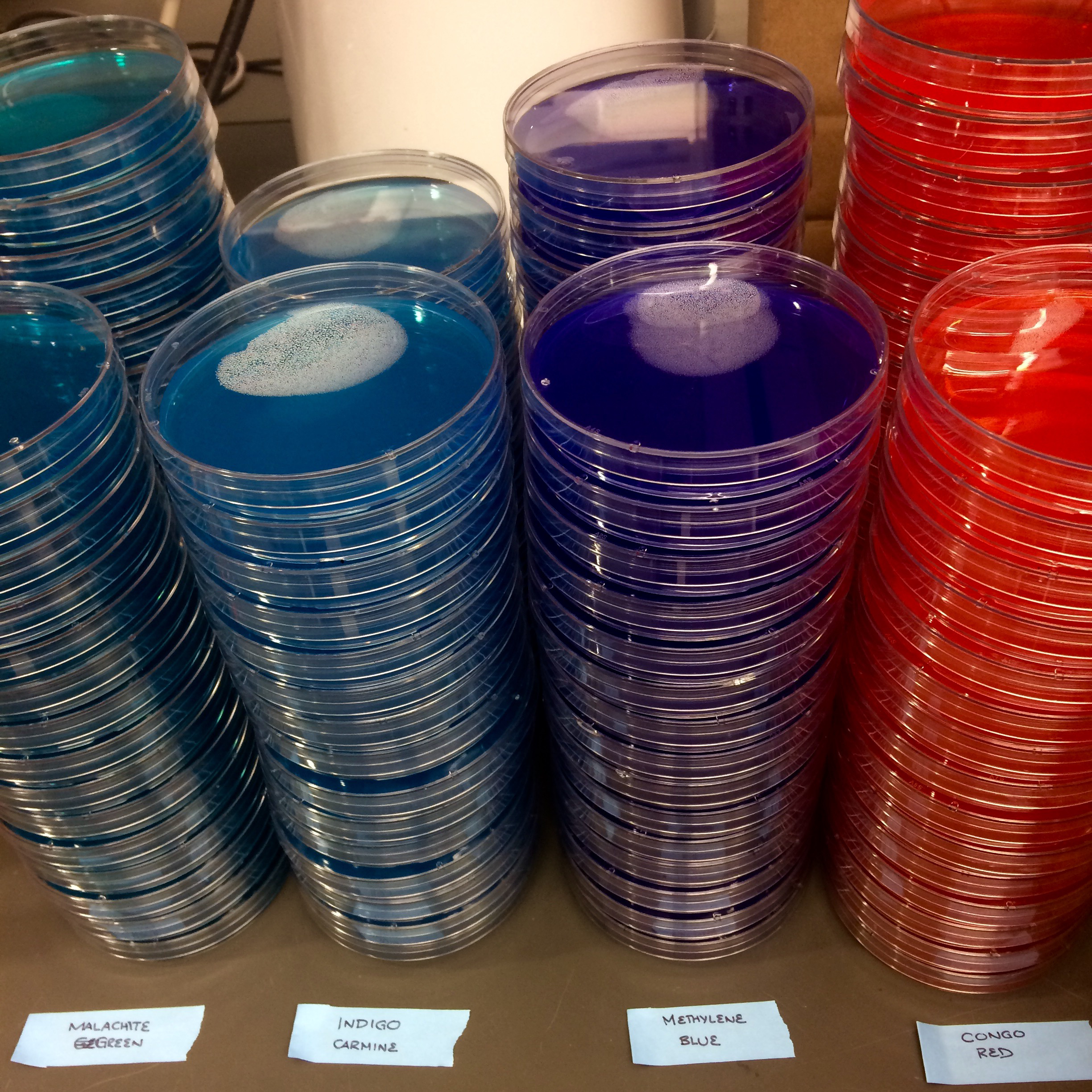 High proportions of bacteria and archaea across most biomes remain ...